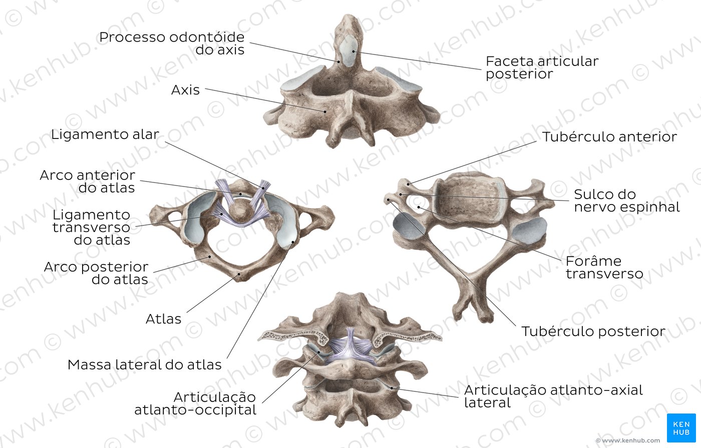 Coluna Cervical C1 C2 C3 C4 C5 C6 C7 - RETOEDU