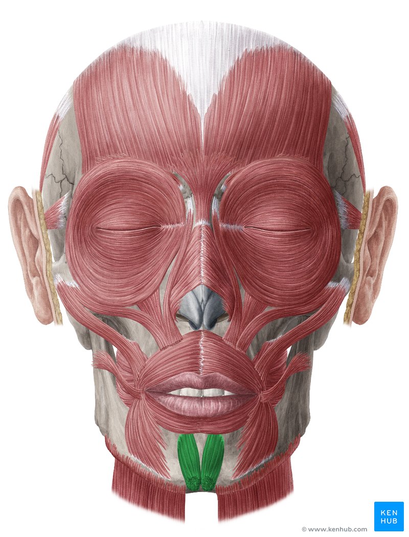 Mentalis: origin, insertion, action and innervation | Kenhub