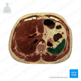Milz (Splen) - Anatomie & Physiologie | Kenhub