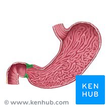 cardiac sphincter function