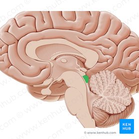 Inferior colliculus: anatomy and function | Kenhub