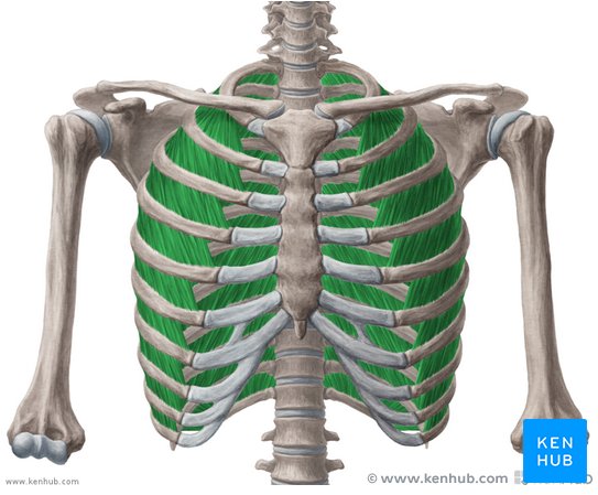 Intercostal muscles: Attachments, innervation, functions | Kenhub
