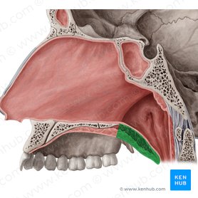 Palato - Anatomia e Constituintes | Kenhub