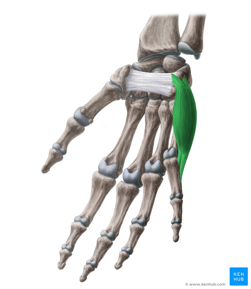 Abductor digiti minimi of hand: Origin, insertion, action | Kenhub
