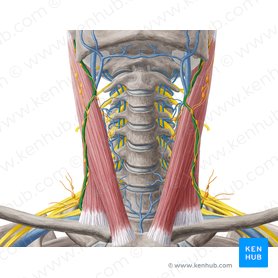 External jugular vein: Anatomy, tributaries, drainage | Kenhub