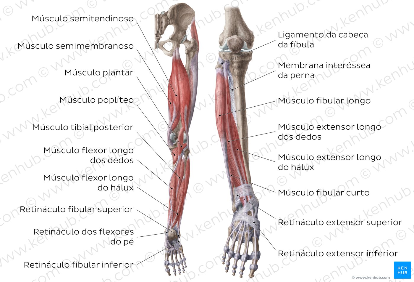 Tíbia: Anatomia e notas clínicas | Kenhub
