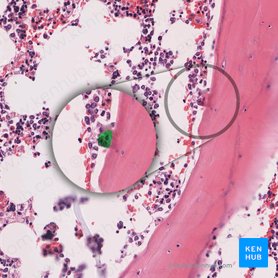 Bone: Histology, constituents and types | Kenhub