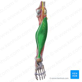 Soleus muscle: Attachments, innervation and function | Kenhub
