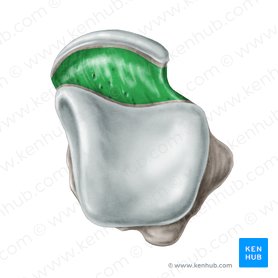 Talus - Anatomie, Sprunggelenke & Klinik | Kenhub