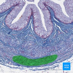 Ureters: Anatomy, innervation, blood supply, histology | Kenhub