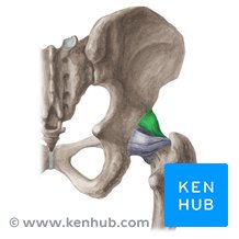 intertrochanteric line function