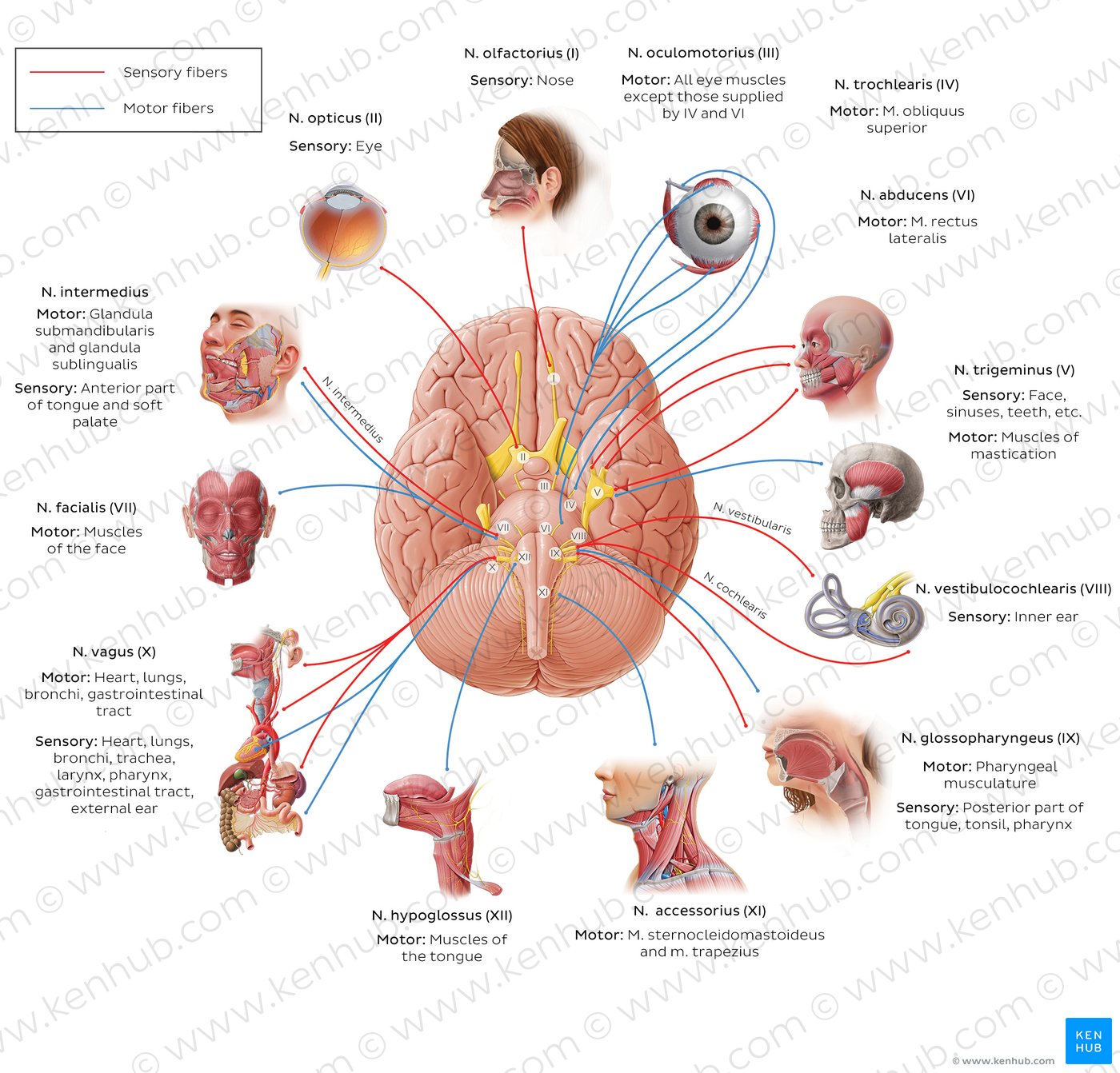 Overview of the nervous system: Structure and function | Kenhub