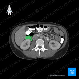 Large intestine: Anatomy, blood supply and innervation | Kenhub