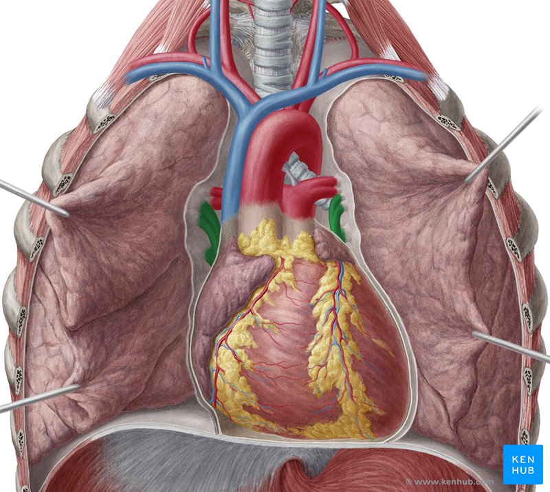 Lungenvenen (Venae pulmonales): Anatomie und Funktiion | Kenhub