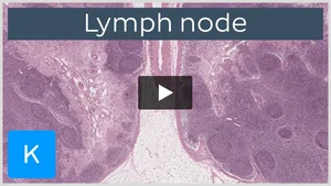 Lymph Node Histology Paracortex