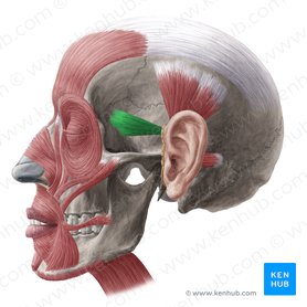 Facial muscles: Anatomy, function and clinical cases | Kenhub