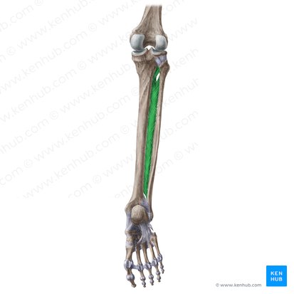 Joints and ligaments of the foot: Anatomy | Kenhub