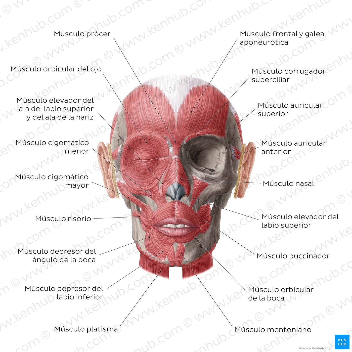 Anatomía de la cabeza: Músculos, arterias y nervios | Kenhub