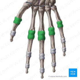 Fingergelenke - Anatomie, Aufbau, Mechanik & Muskulatur | Kenhub