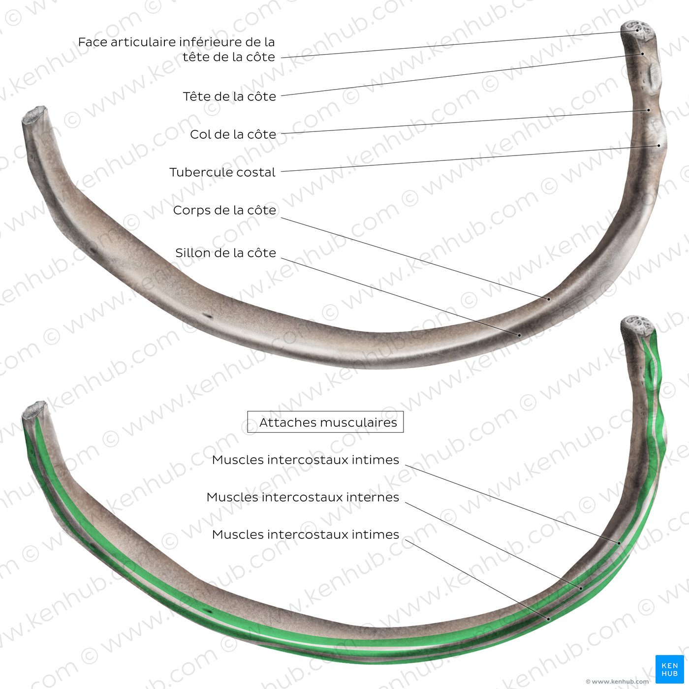 Côtes : Anatomie, ligaments et notes cliniques | Kenhub