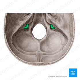 Skull: Anatomy, structure, bones, quizzes | Kenhub