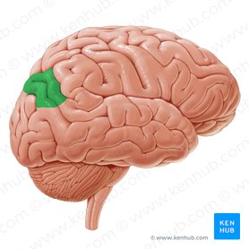 Cerebral cortex: Structure and functions | Kenhub