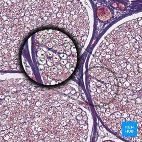 Axon: Structure and function | Kenhub