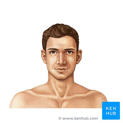 Head and neck anatomy: Structures, arteries and nerves | Kenhub