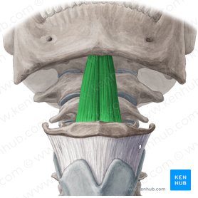 Neck muscles anatomy: List, origins, insertions, action | Kenhub
