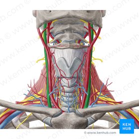 Internal jugular vein: Origin, course, drainage, JVP | Kenhub