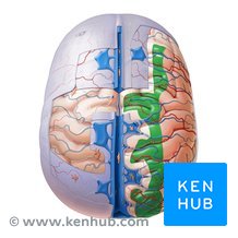 Pia: anatomy, definition, function and location | Kenhub