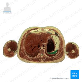 Spleen: Anatomy, location and functions | Kenhub