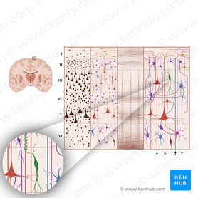 Cerebral cortex cytoarchitecture and layers | Kenhub