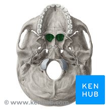 Choana: Anatomy and structure | Kenhub