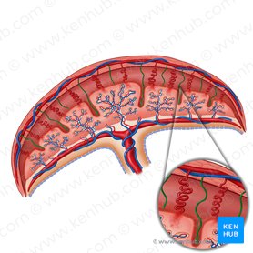 Fetal circulation: Circulation of blood in the fetus | Kenhub