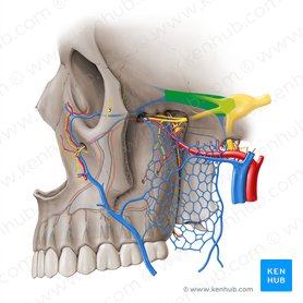 Ophthalmic veins: Anatomy, tributaries, function | Kenhub
