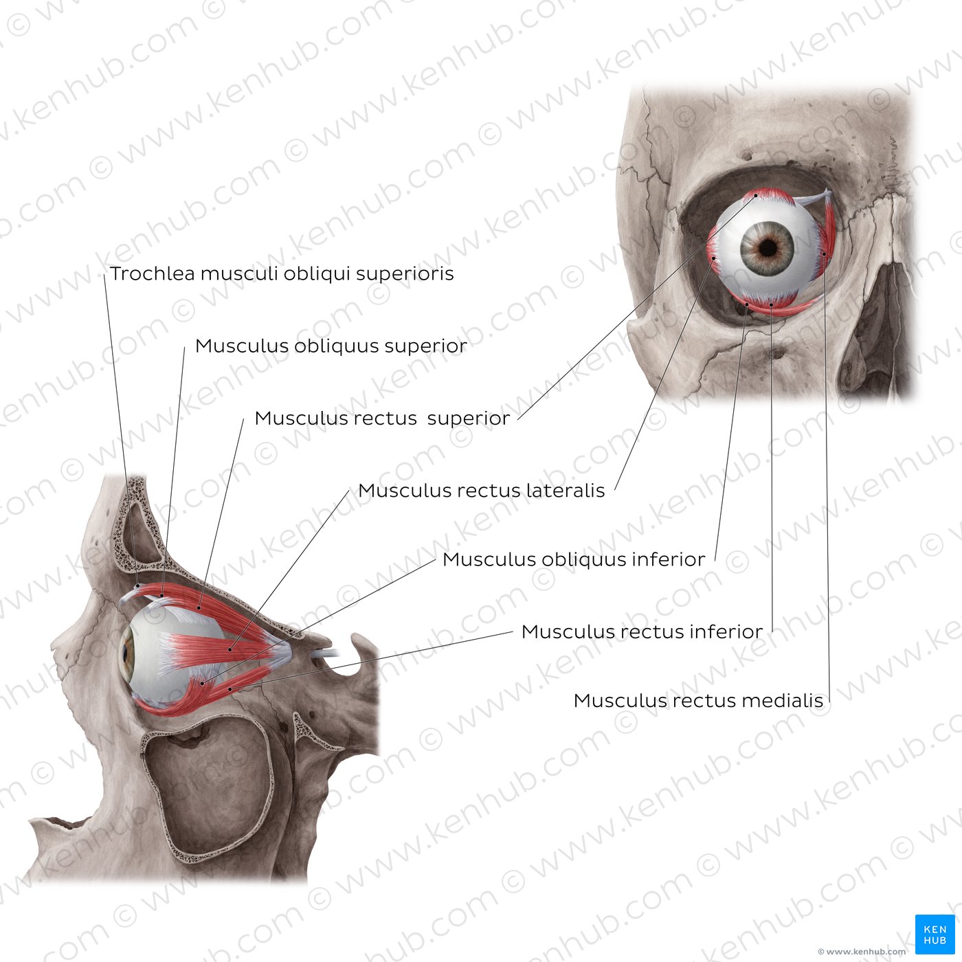Musculus obliquus superior - Anatomie, Verlauf, Funktion | Kenhub