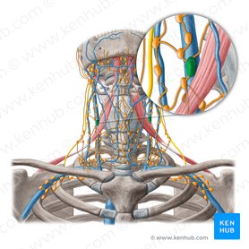 Lymph nodes of the head, neck and arm | Kenhub