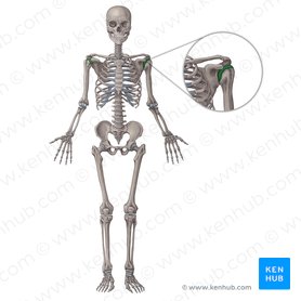 Humerus (Oberarmknochen) - Anatomie, Aufbau und Klinik | Kenhub