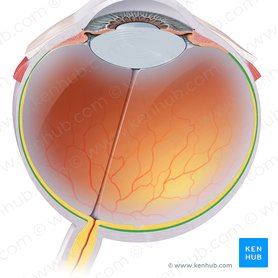 Eyeball: Structure and function | Kenhub