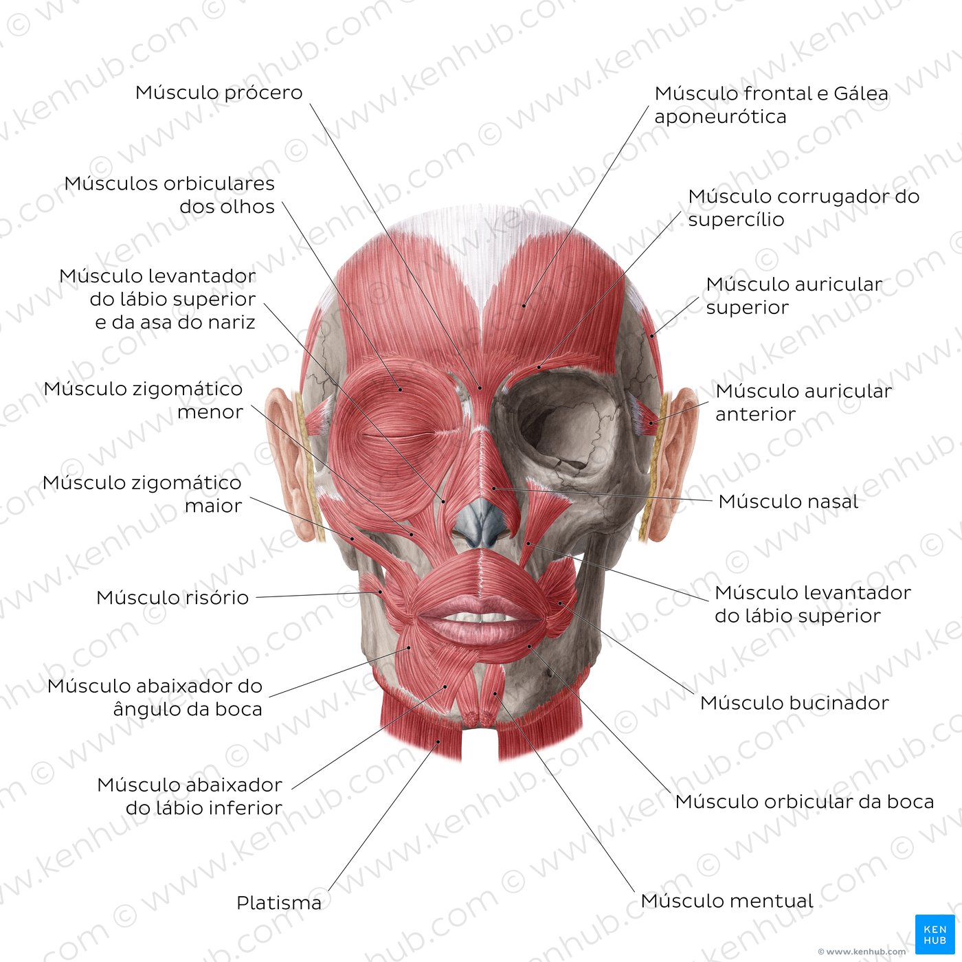 Músculos da face: Anatomia, função e inervação | Kenhub