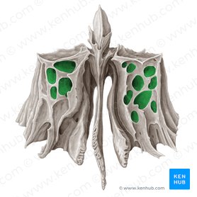 Paranasal sinuses: Anatomy, structure and functions | Kenhub