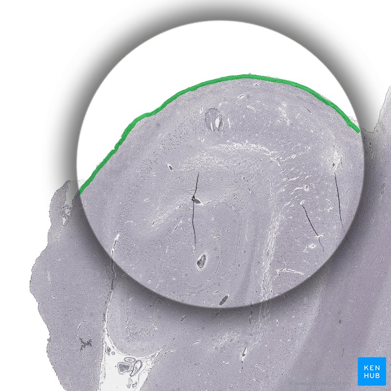 Alveus: Anatomy, histology and structure | Kenhub