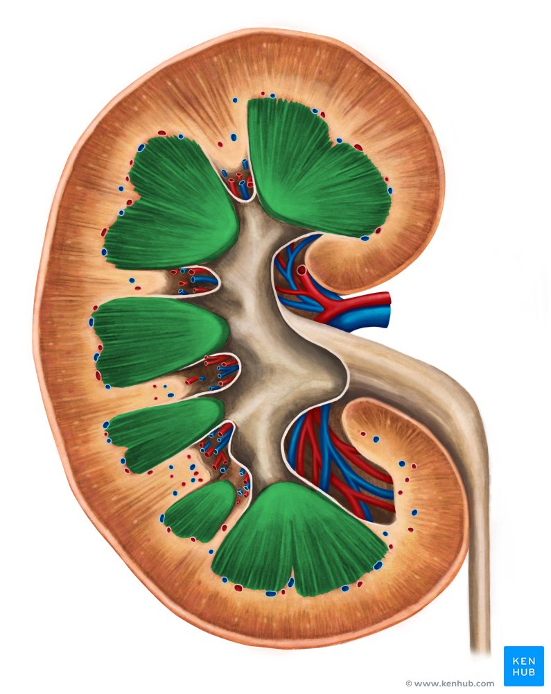 Renal medulla: Anatomy and function | Kenhub