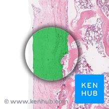 Periósteo: Anatomia, estrutura e função | Kenhub