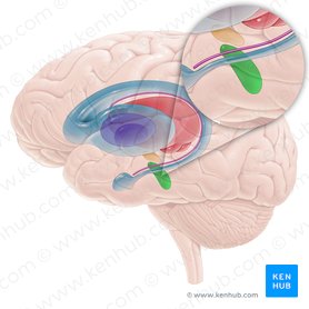 Substantia nigra: Anatomy, structure and function | Kenhub