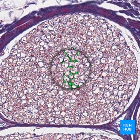 Endoneurium: definition, structure and function | Kenhub