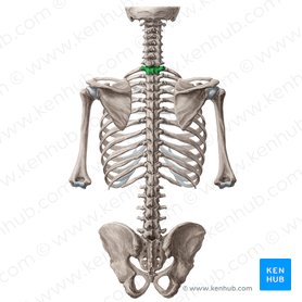 Thoracic vertebrae: Anatomy, function and definition | Kenhub