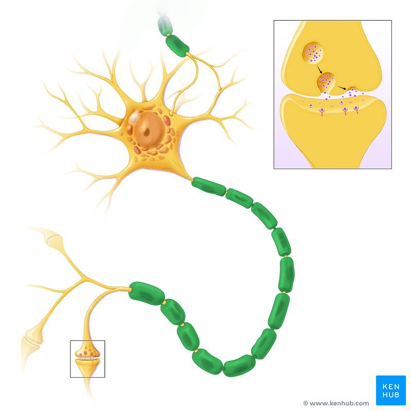 Myelin sheath: Myelination, function, clinical relations | Kenhub