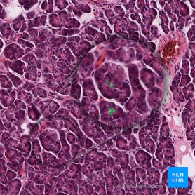 Histología del páncreas: Partes exocrinas y endocrinas | Kenhub